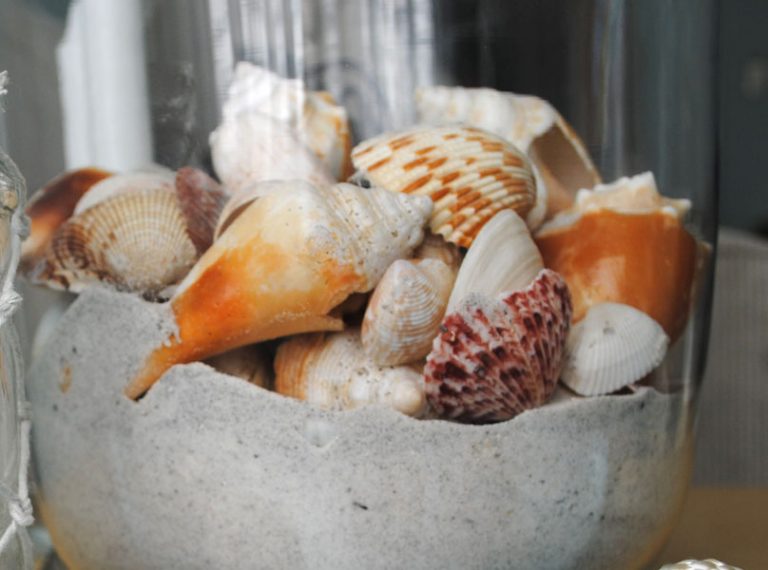 Decorating with Shells